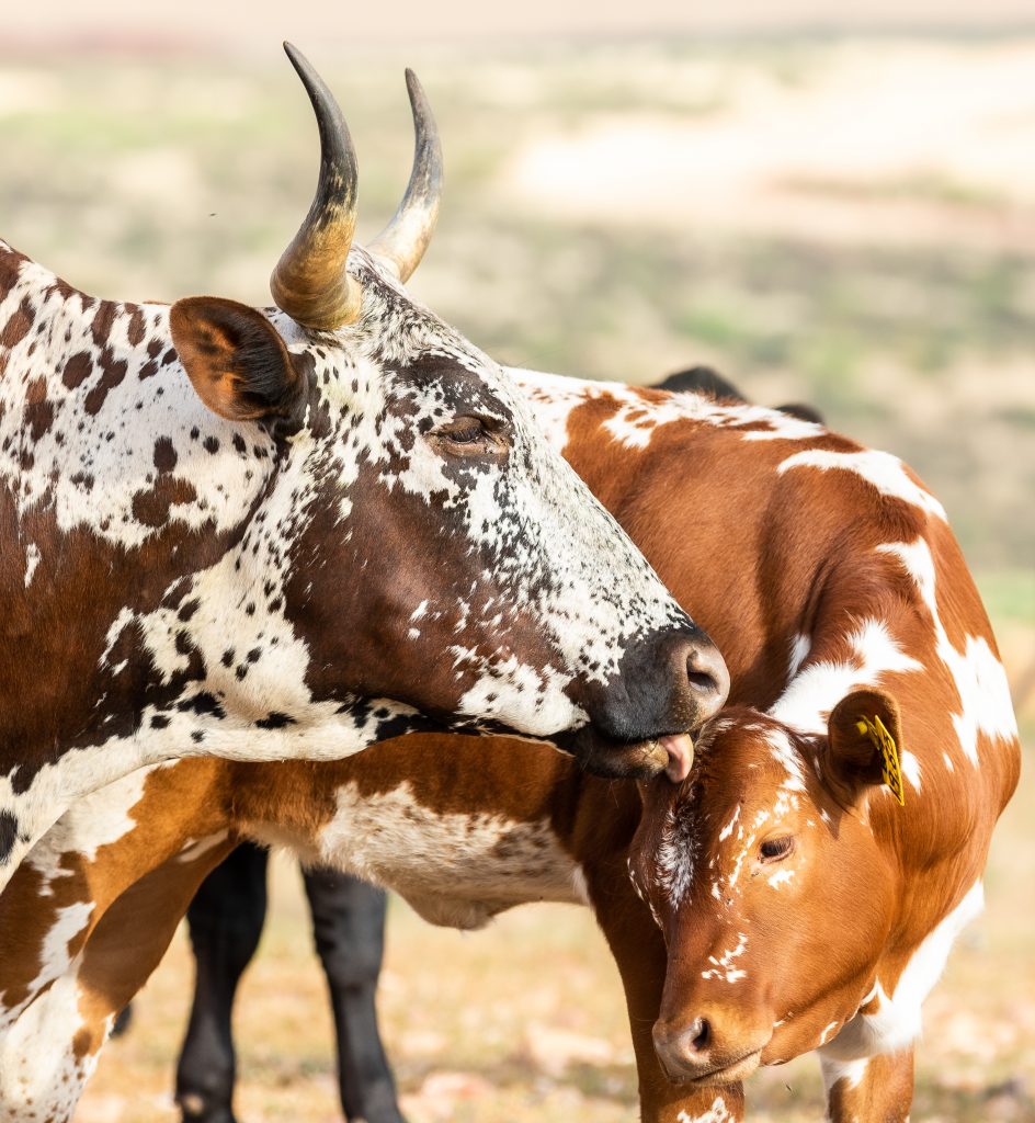 Three Day Sickness in Cattle - Heal with Ease Farming